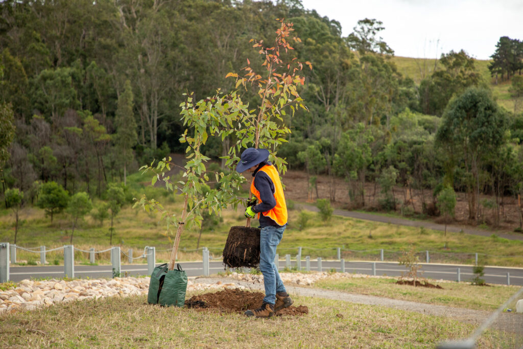 GREATER SYDNEY TO GET GREENER WITH 45,000 TREES – Sydney Times