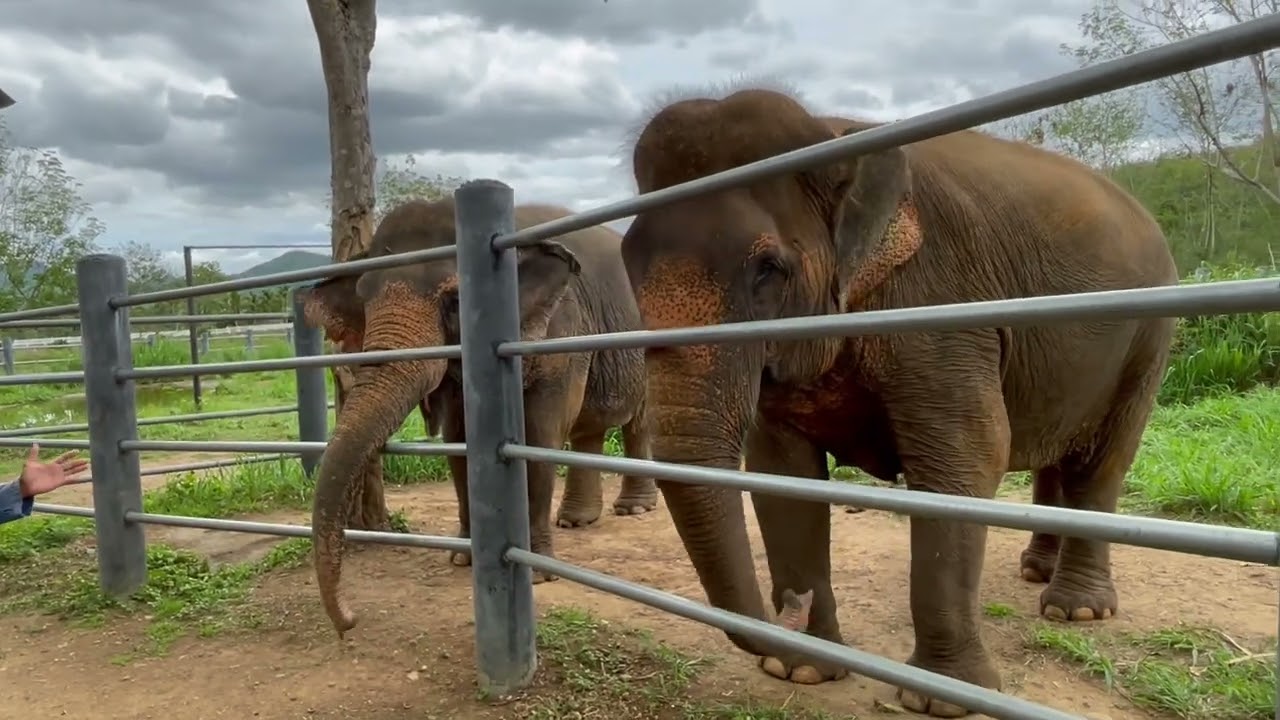 Elephants At BAAN KOHK CHANG Elephant Sanctuary In Thailand