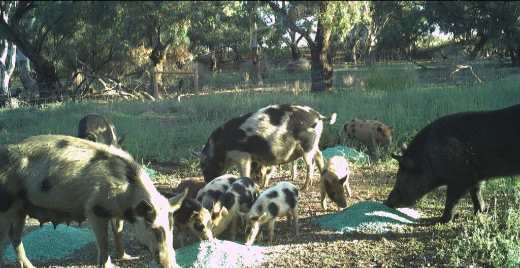 $850,000 Worth Of Free Grain And Bait On Offer In Statewide Offensive ...