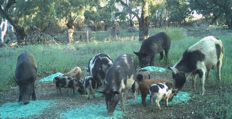 $850,000 Worth Of Free Grain And Bait On Offer In Statewide Offensive ...